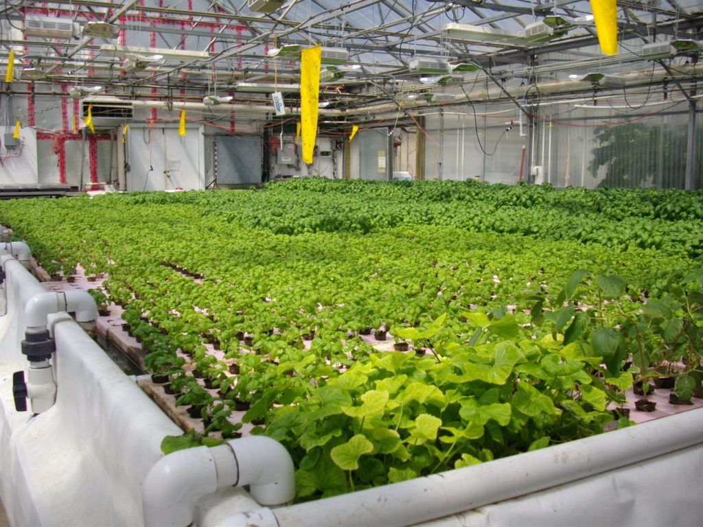 Sustainable Farming Aquaponics Project
